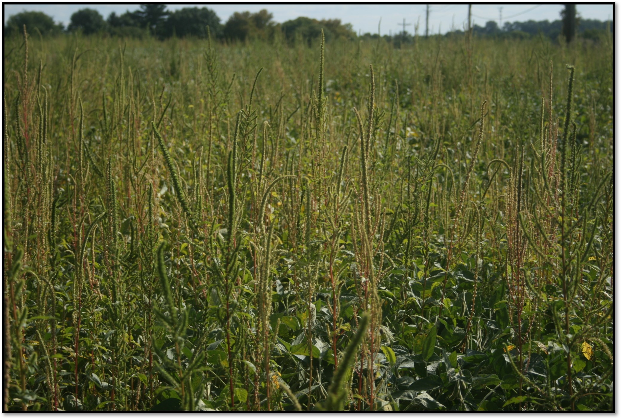 Palmer Amaranth: ID and Management at Harvest – Rutgers Cooperative ...