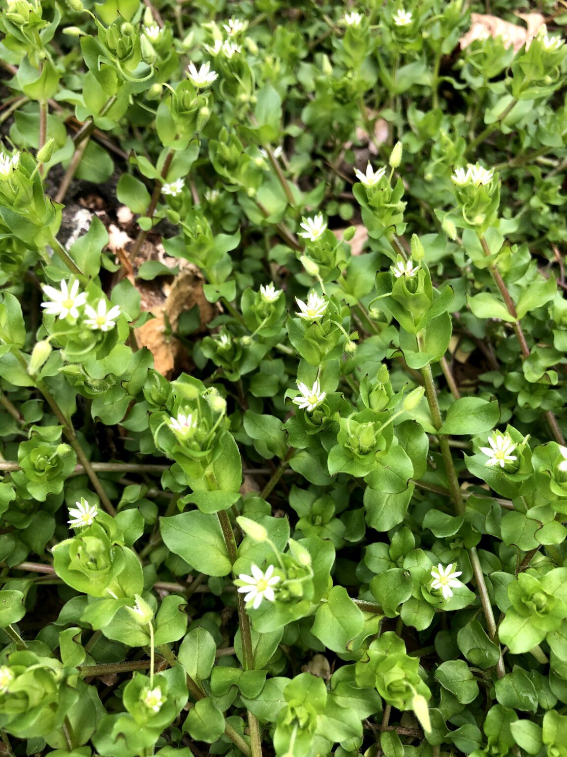 Common Chickweed – Rutgers Cooperative Extension of Burlington County