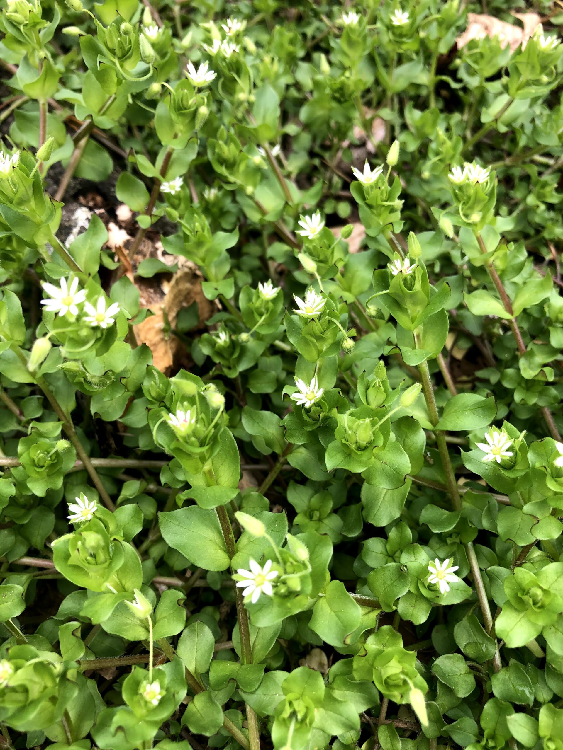 Common Chickweed – Rutgers Cooperative Extension of Burlington County