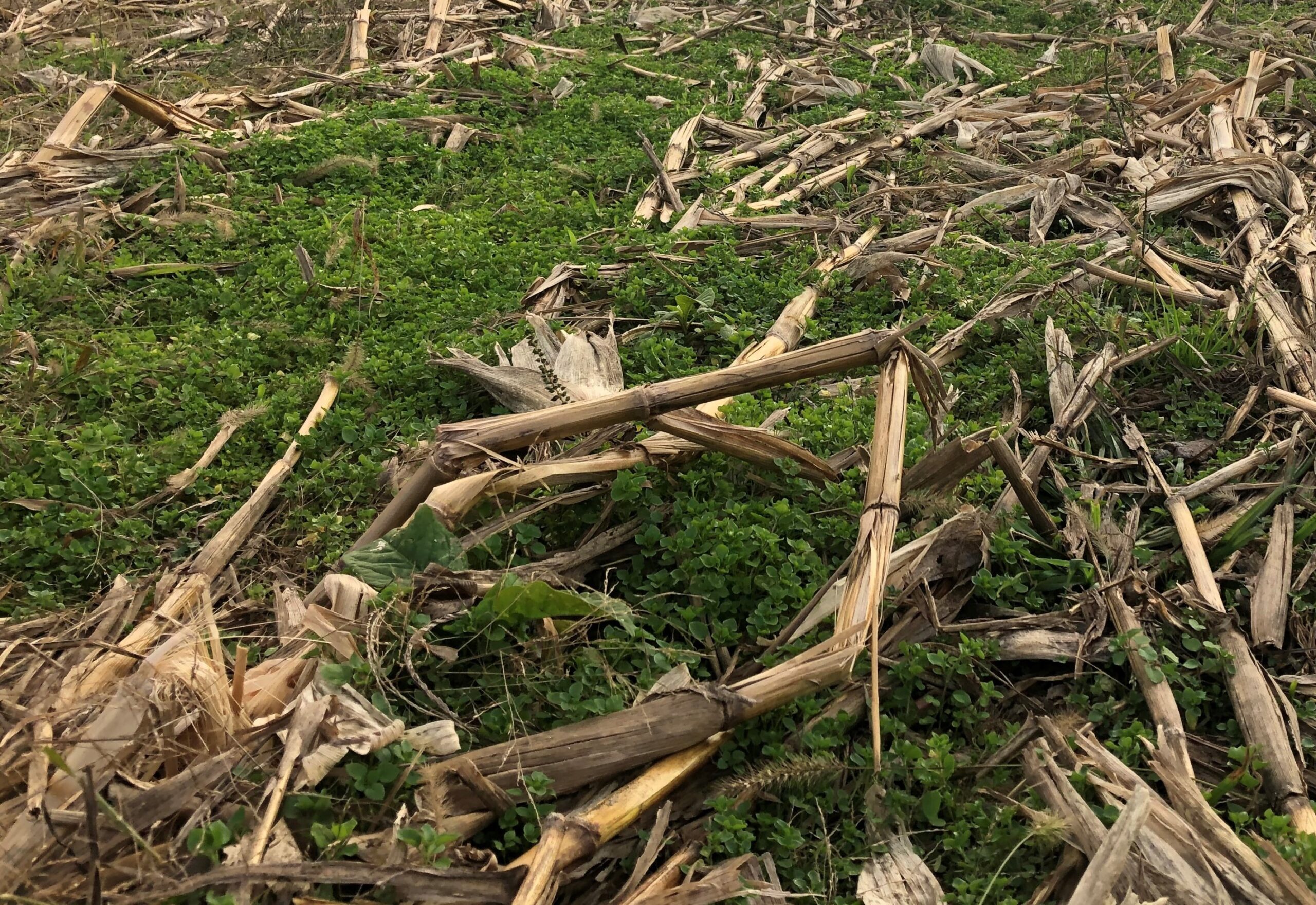 Common Chickweed – Rutgers Cooperative Extension of Burlington County
