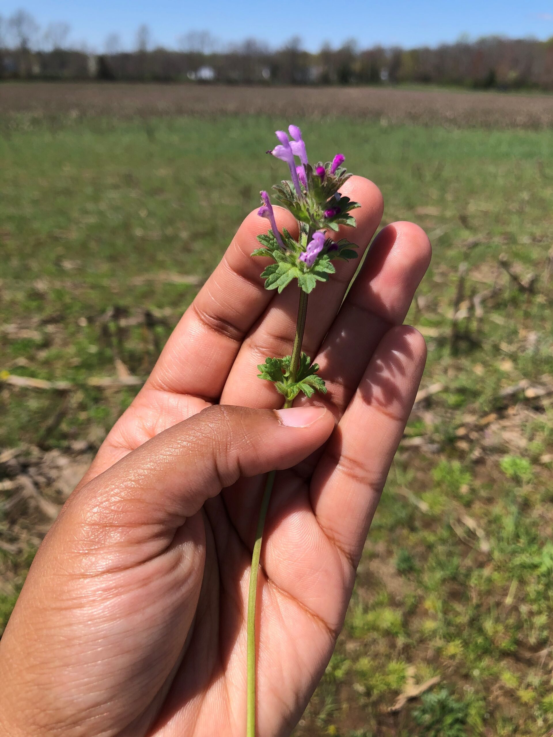 Henbit – Rutgers Cooperative Extension of Burlington County
