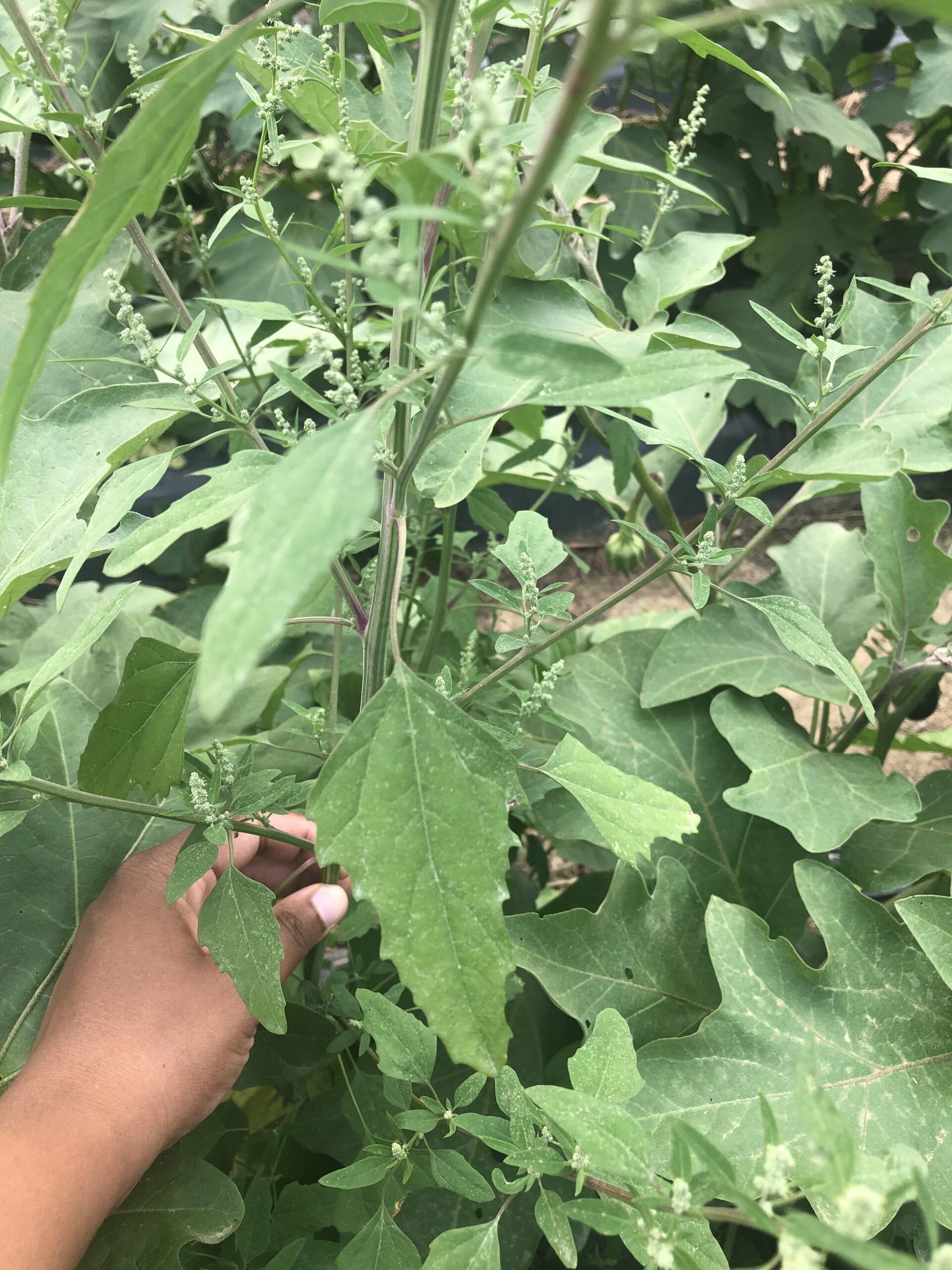 Common Lambsquarters