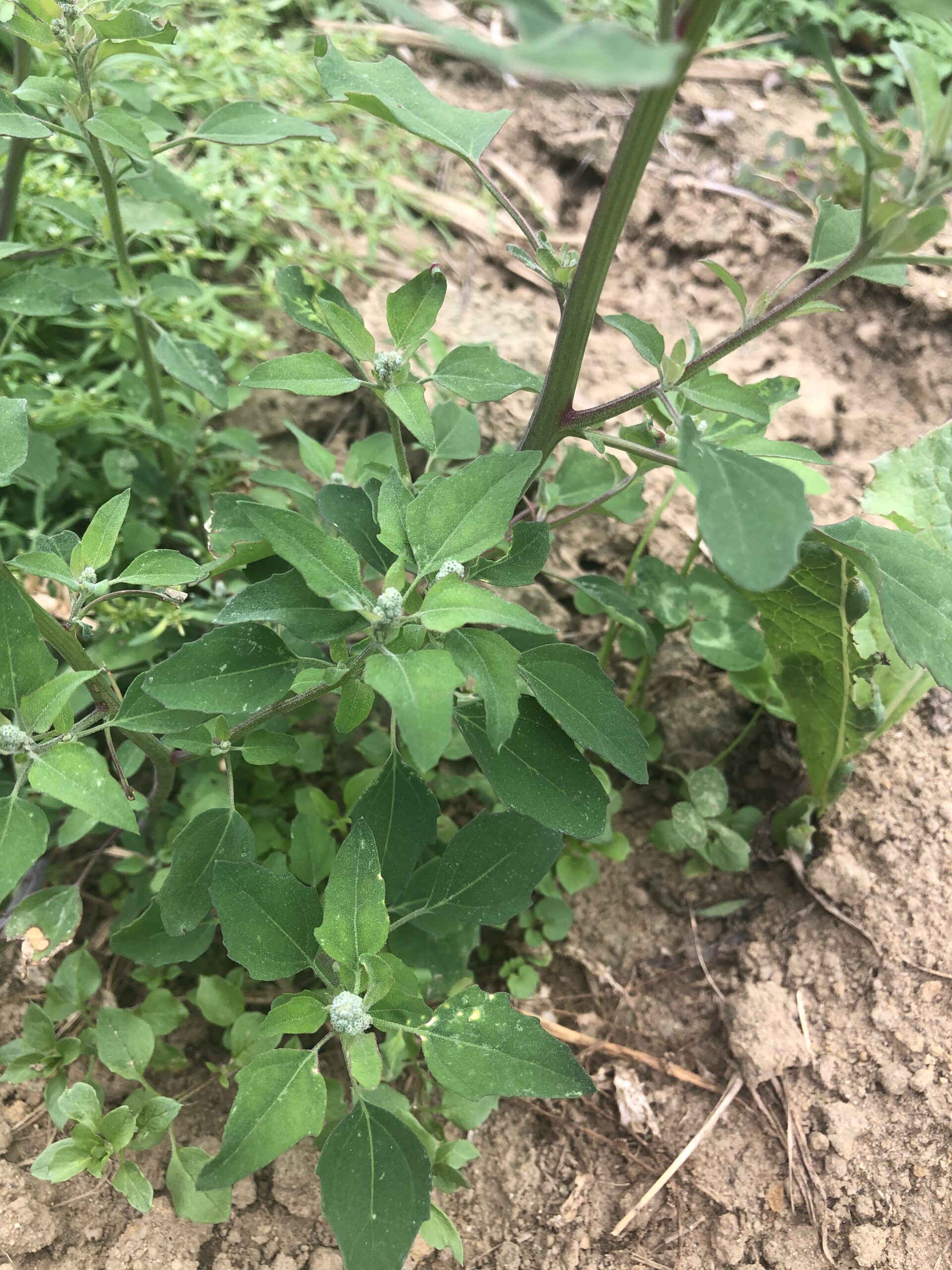 Common Lambsquarters